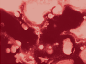 ZRC | Technical Overview